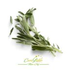 Salvia, Descubre los Beneficios de Esta Magnífica Hierba: Propiedades ...